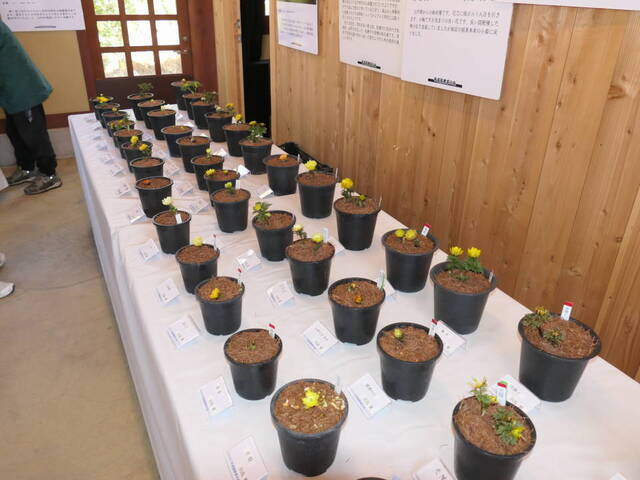 『第19回 平成福寿草の会 展示会』を鑑賞してきました～♪: 八重咲日本さくらそう